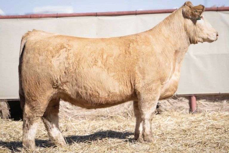 SHIRLEY 2208 BRED COW - SteerBidder