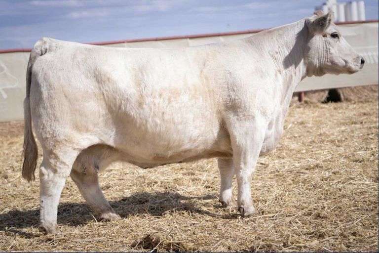 MIMMS 7434 BRED COW - SteerBidder