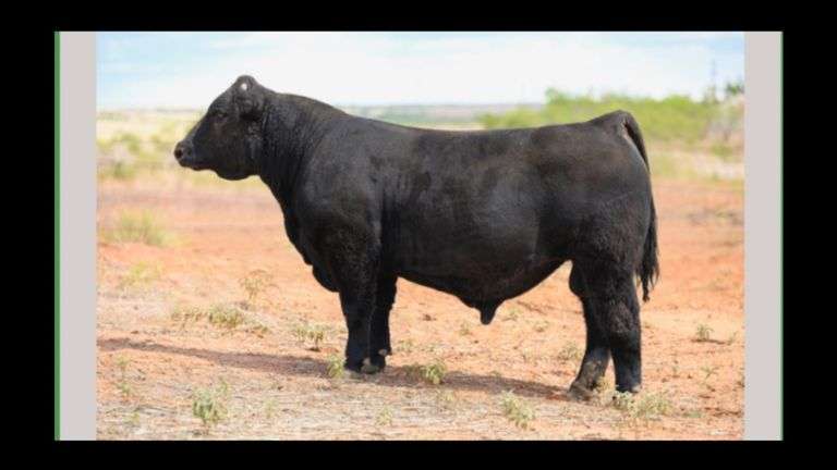4F CATTLE COMPANY 4/22/25 - SteerBidder
