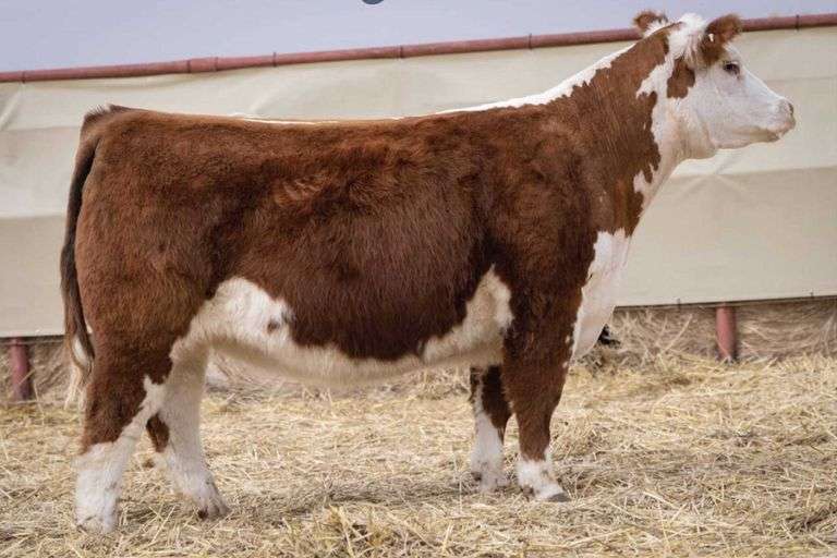 MIMMS 2802 BRED COW - SteerBidder