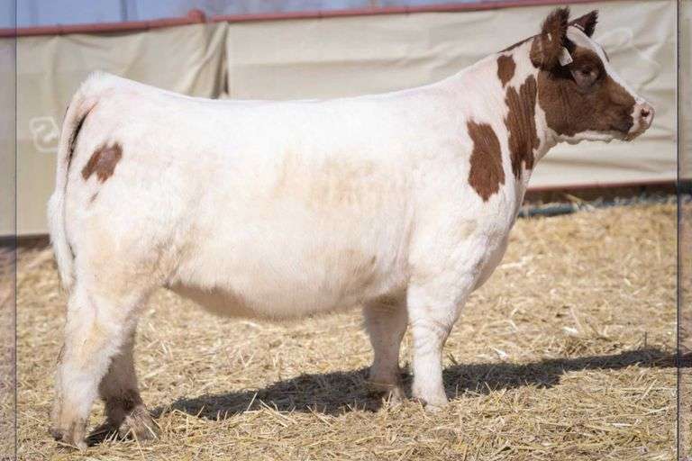 MIMMS 3701 BRED HEIFER - SteerBidder