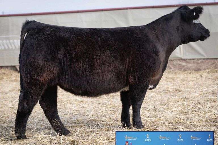 BIRD 02 BRED COW - SteerBidder