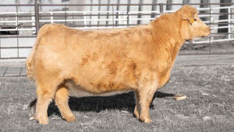 SMITH DONOR 606 X HGTA EMBRYOS - SteerBidder