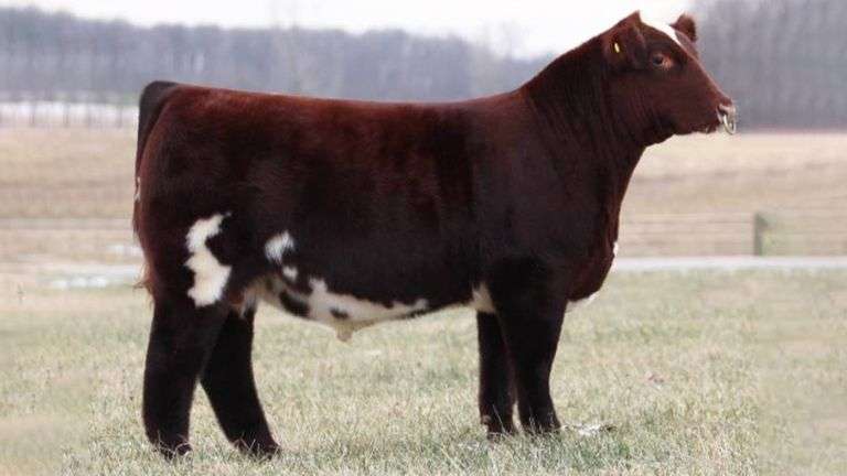 LONG LOOK SEMEN - SteerBidder