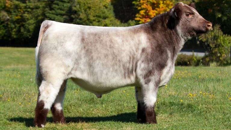 TRIBUTE A SEMEN - SteerBidder