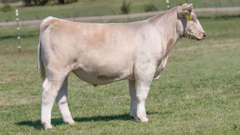 JACKSON TAG 4354 STEER - SteerBidder