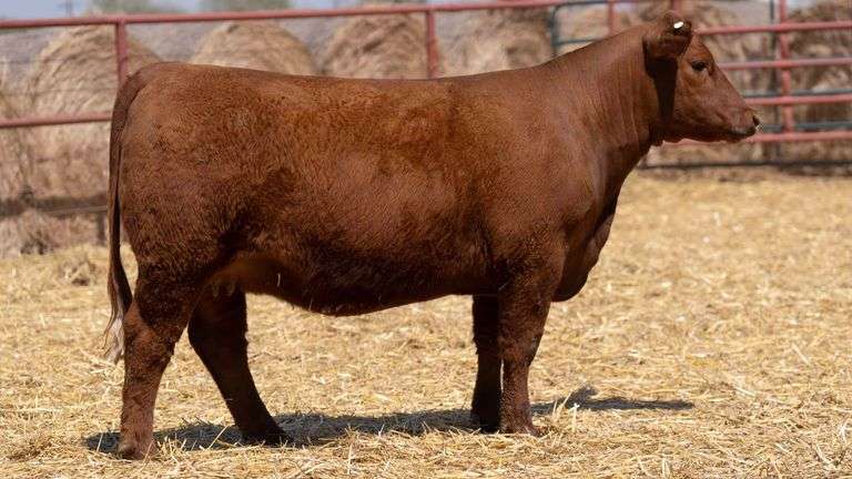 BIRD 00 BRED COW - SteerBidder