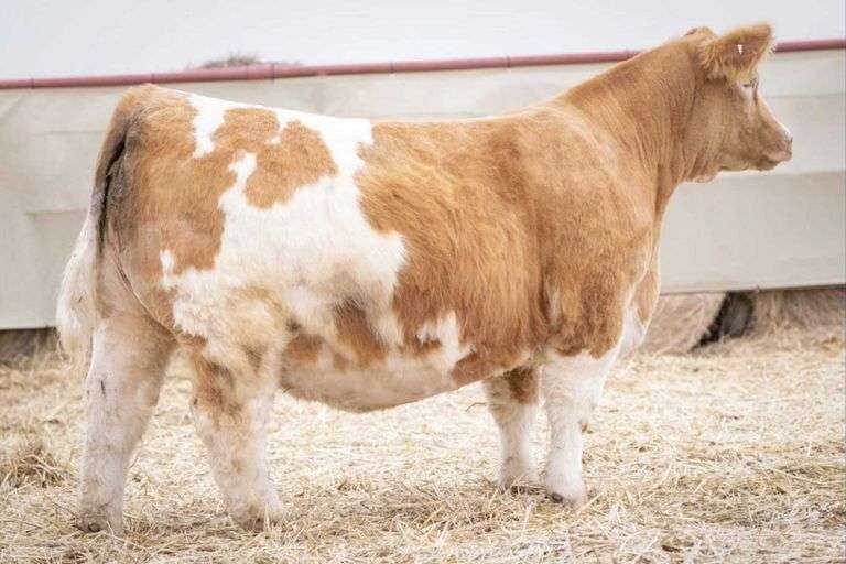 MIMMS 306 BRED HEIFER - SteerBidder