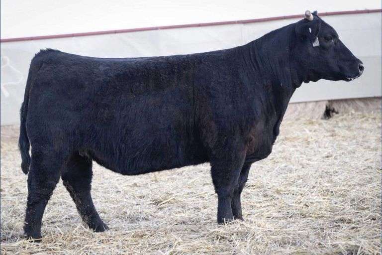 BIRD 1A BRED COW - SteerBidder