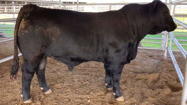 4F CATTLE COMPANY 4/22/25 - SteerBidder