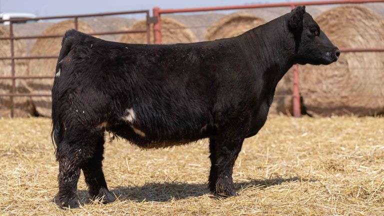 SHIRLEY 2217 BRED COW - SteerBidder