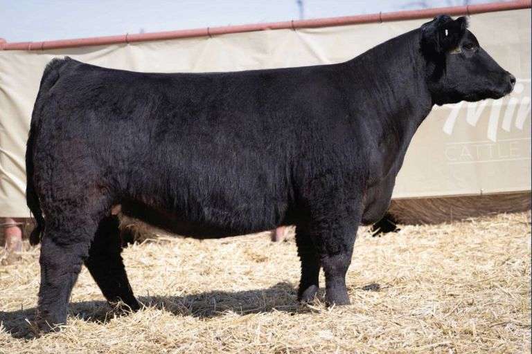 MIMMS 2022 BRED COW - SteerBidder