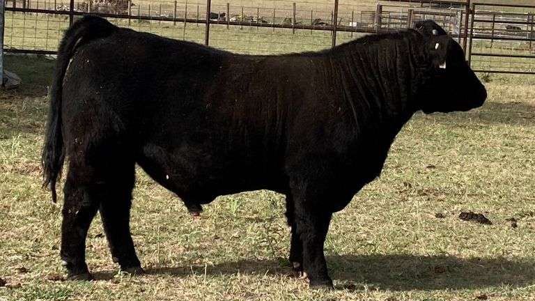 4F CATTLE COMPANY 4/22/25 - SteerBidder