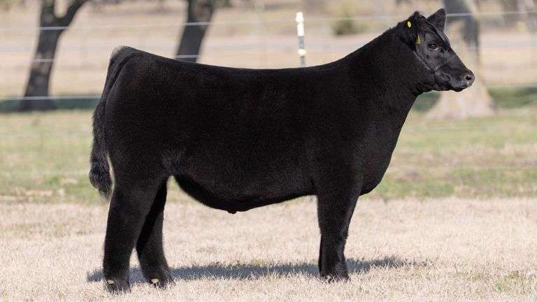 JACKSON TAG 4237 STEER - SteerBidder