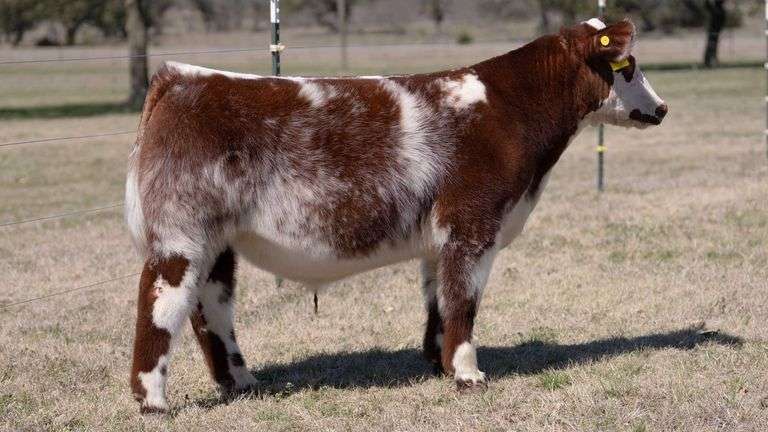 JACKSON TAG 4242 STEER - SteerBidder