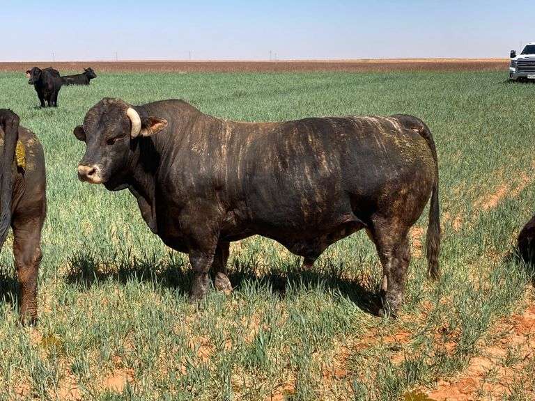 5 UNITS OF I'LL HAVE ANOTHER SEMEN - SteerBidder