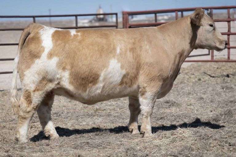 MIMMS 302 BRED HEIFER - SteerBidder