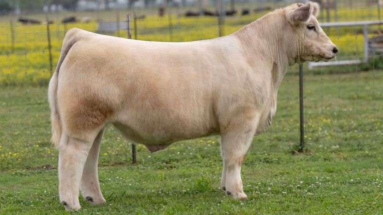 TAG WF 2475 STEER - SteerBidder