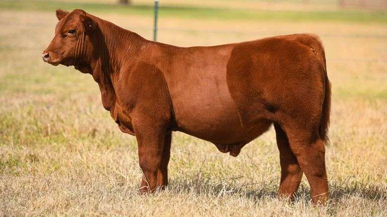 TAG 8 STEER - SteerBidder