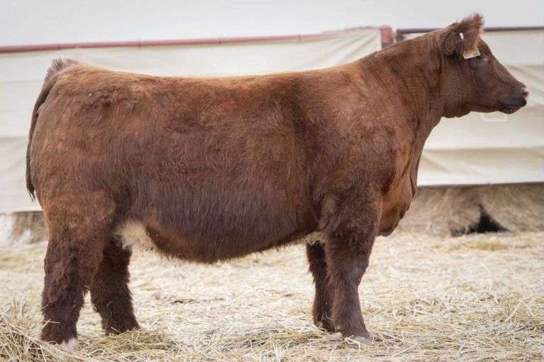 MIMMS 301 BRED HEIFER - SteerBidder