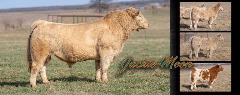 WEBSTER JACKIE MOON E SEMEN - SteerBidder