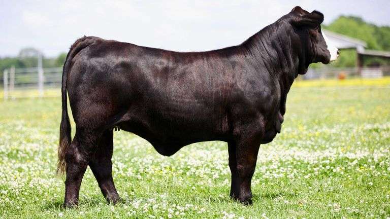 SULLIVAN TAG NT HEIFER - SteerBidder