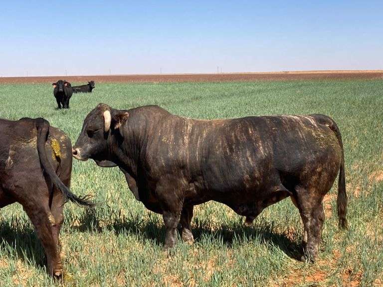 5 UNITS OF I'LL HAVE ANOTHER SEMEN - SteerBidder