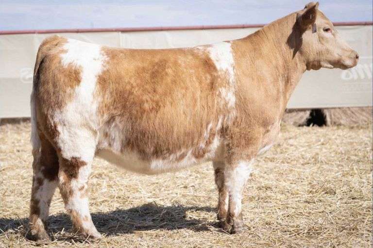 MIMMS 312 BRED HEIFER - SteerBidder