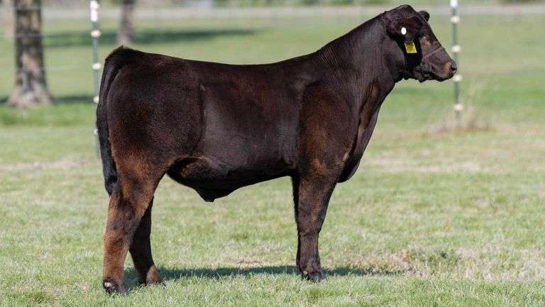 JACKSON TAG 4078 STEER - SteerBidder