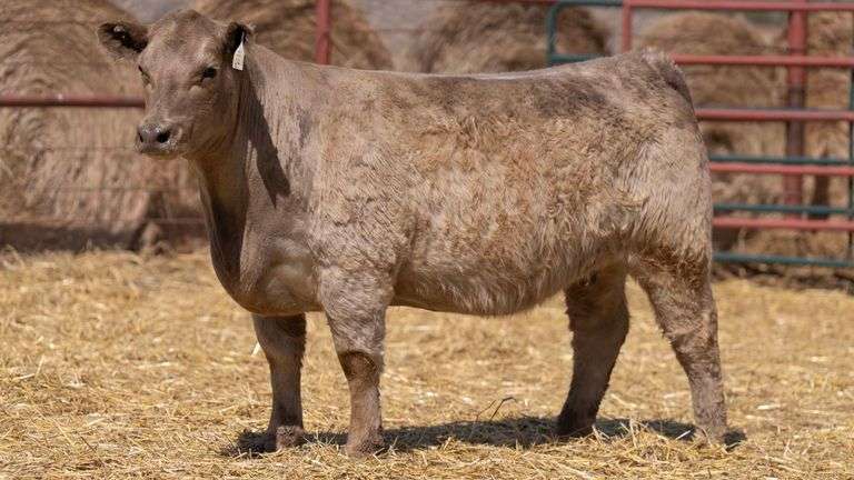 MARSH 118 BRED COW - SteerBidder