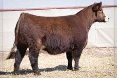 MIMMS 304 BRED HEIFER - SteerBidder