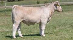 JACKSON TAG 4354 STEER - SteerBidder