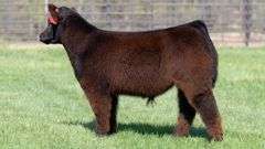 MILLER TAG 8 BULL/STEER - SteerBidder