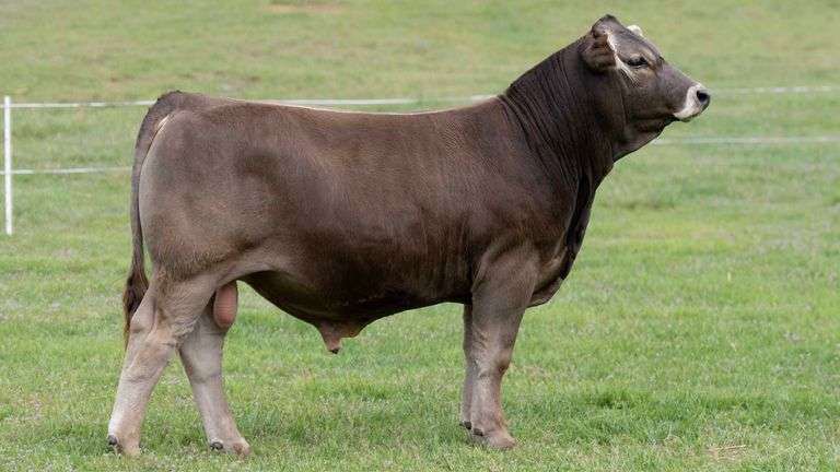 TAG 113M STAR Turning Point BULL - SteerBidder