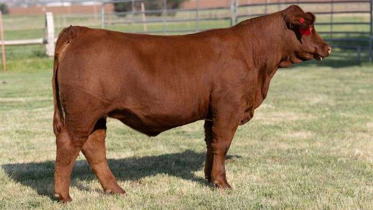 TAG 7 HEIFER - SteerBidder