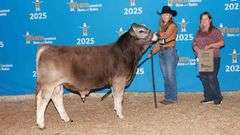 TAG 113M STAR Turning Point BULL - SteerBidder