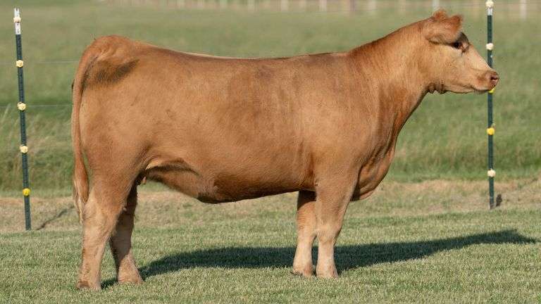 EMBRY TAG 745 BRED HEIFER - SteerBidder