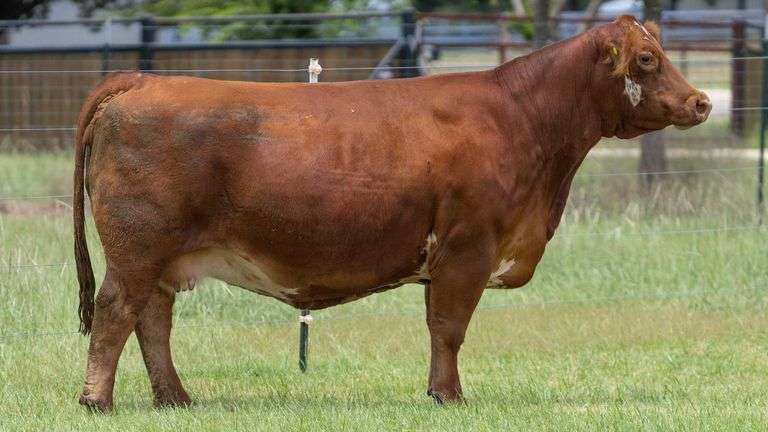 JACKSON TAG 799G BRED COW - SteerBidder