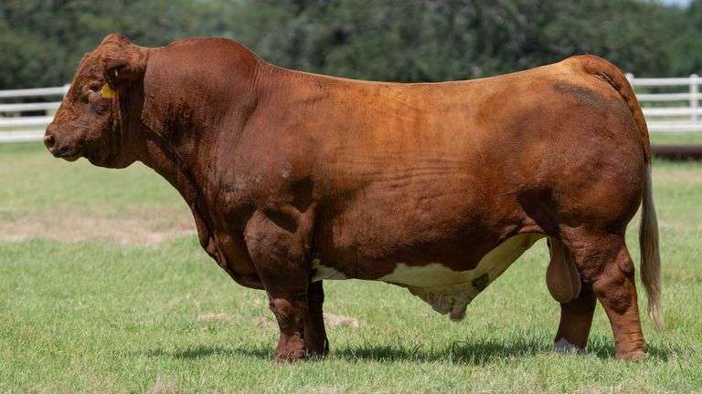 EMBRY GERONIMO BULL - SteerBidder