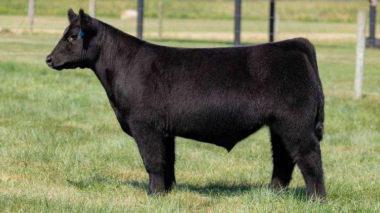 HOOBLER TAG 16 STEER - SteerBidder