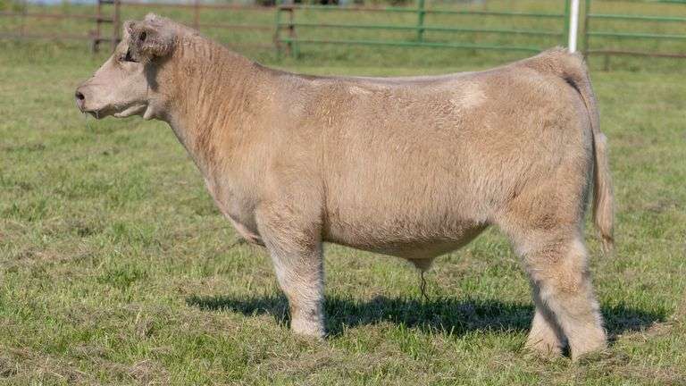 FERGUSON TAG 1 STEER - SteerBidder