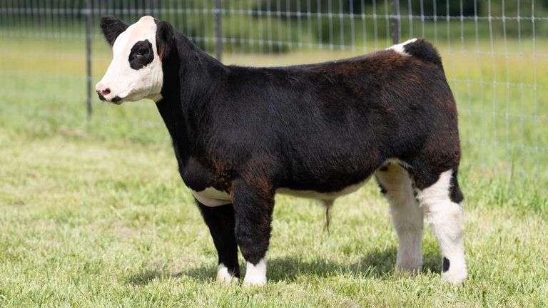 FERGUSON TAG 46 STEER - SteerBidder