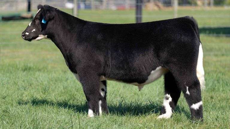 HOOBLER TAG 5 STEER - SteerBidder