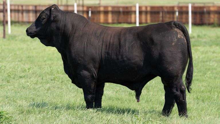 TAG BLACK AMERICAN BULL - SteerBidder