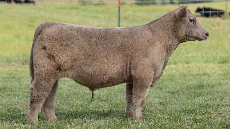 FERGUSON TAG 74 STEER - SteerBidder