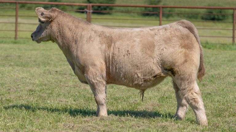 FERGUSON TAG 81 STEER - SteerBidder