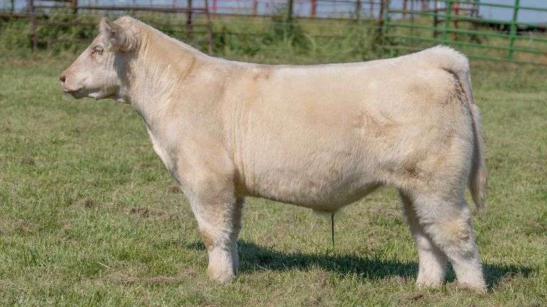 FERGUSON TAG 17 STEER - SteerBidder