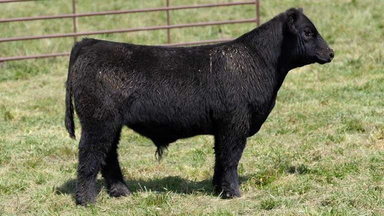 GREINER TAG 199 STEER - SteerBidder