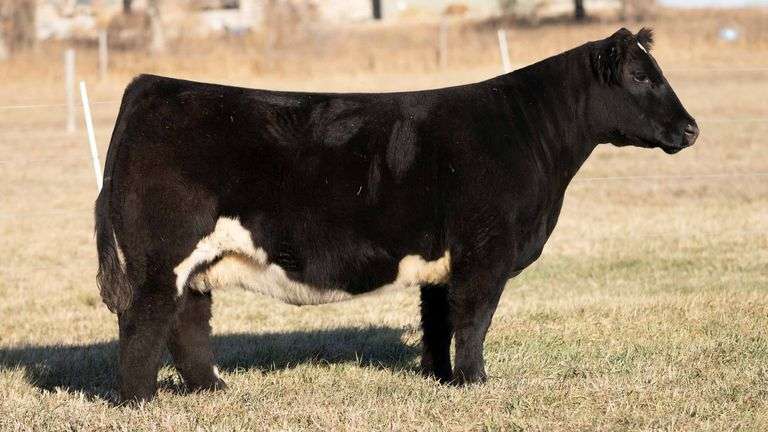 #4 X IGWT EMBRYOS - SteerBidder