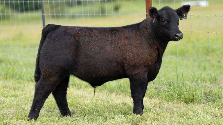 FERGUSON TAG 72 STEER - SteerBidder